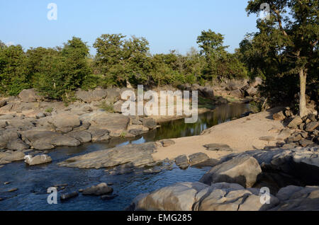 India, Madhya Pradesh, Kanha National Park. A male Indian peafowl ...