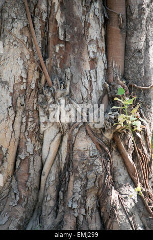 Roots and trunk of a young Banyan Tree (Strangler Fig), growing in the ...