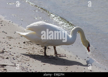 White swan on the beach in sunny day. Flock of wild ducks on the ...