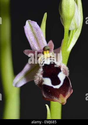 Reinhold's Bee Orchid - Ophrys reinholdii From the Mediterranean Stock ...