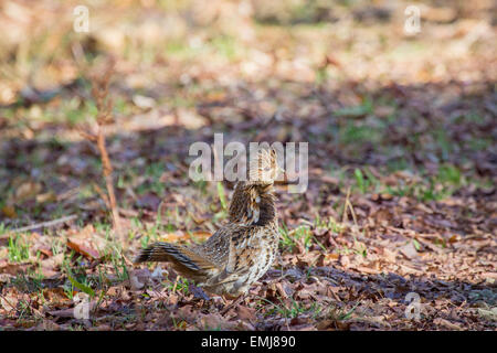 A Ruffed grouse struts out in the open Stock Photo - Alamy