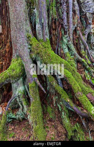 Tree roots growing around a rotting tree stump in a temperate rain ...
