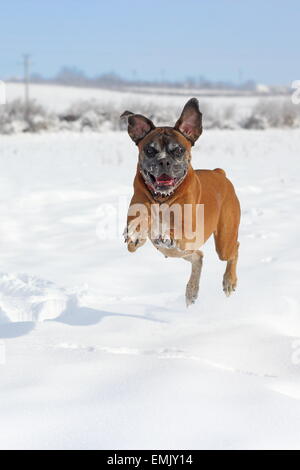 boxer in snow Stock Photo - Alamy