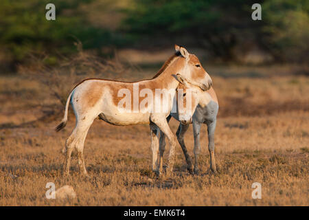Onagers or Asiatic wild asses (Equus hemionus), endangered species ...