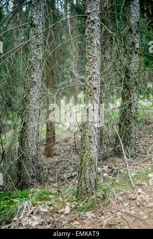 Northern European spruce tree trees forest in the early spring Stock ...