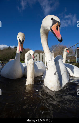 Mute Swan (Cygnus olor) flock, swimming on mere at dusk, Aqualate Mere ...