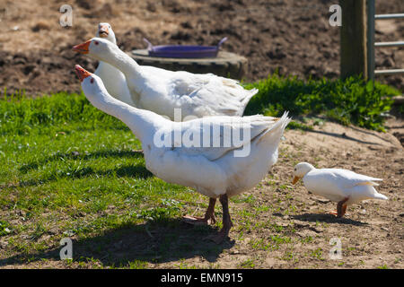 Geese, Goose, aggressive, confrontational, angry, display, chase, duck ...