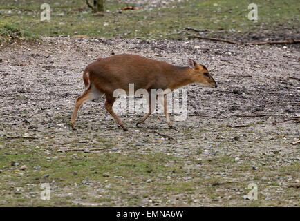 Muntjac (Muntiacus) Deer running Stock Photo - Alamy