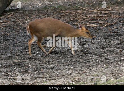 Reeves Muntjac deer close up in Norfolk England. Brown wild animal in ...