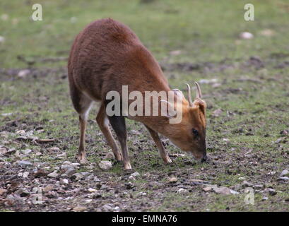 Muntjac (buck) also known as Reeves’ Muntjac, barking deer and ...