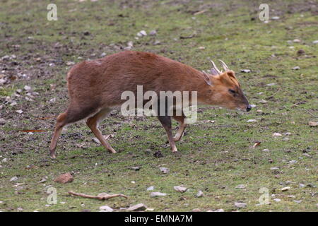 Male Asian Reeve's muntjac deer (Muntiacus reevesi), closeup of the ...