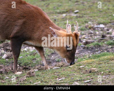 Muntjac (buck) also known as Reeves’ Muntjac, barking deer and ...