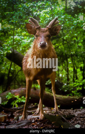 The Javan rusa, Sunda sambar deer (Rusa timorensis) in a pond in the ...