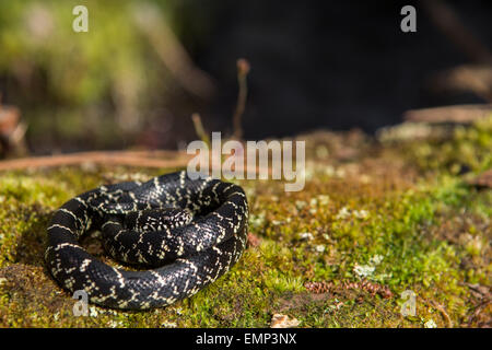 Juvenile eastern kingsnake - Lampropeltis getula Stock Photo - Alamy