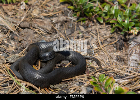 Baby northern black racer (Coluber constrictor constrictor Stock Photo ...