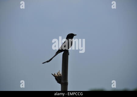 Natural life of different species on earth Stock Photo - Alamy