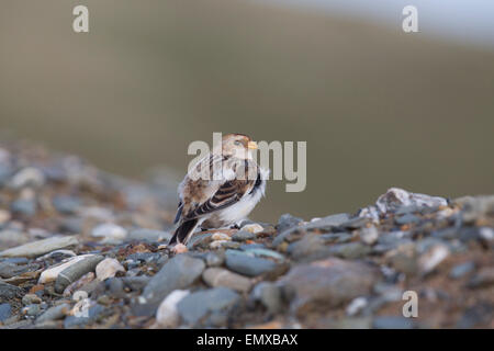 Snow Bunting; Plectrophenax nivalis Single in Snow Scotland; UK Stock ...