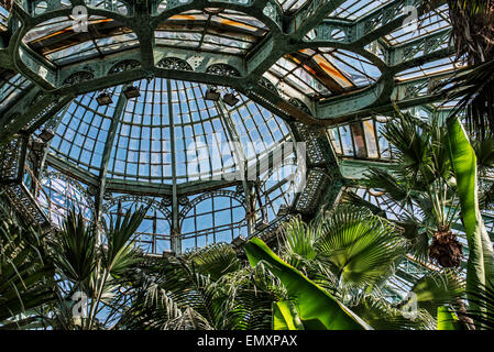 Palm trees in the Jardin d'hiver at the Royal Greenhouses of Laeken in ...