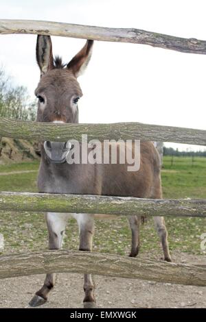 animal, farm, donkey, fence, fence in, fencing, outdoors, single ...