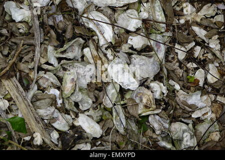 Florida Canaveral National Seashore shells at Turtle Mound Stock Photo ...
