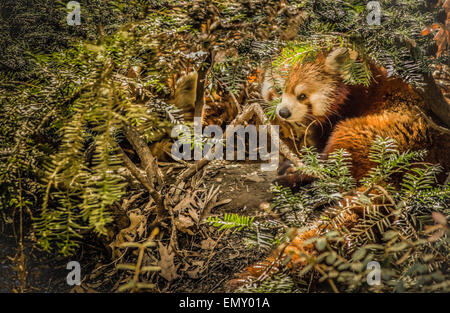 Face of red panda hiding in branches Stock Photo - Alamy