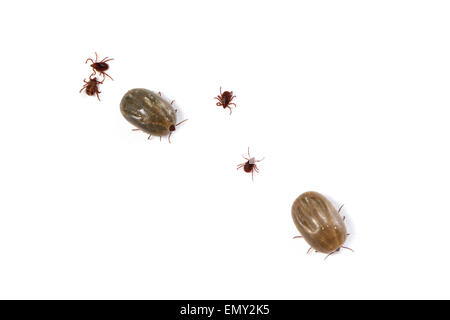 Male & female Lone Star ticks, Amblyomma americanum, darkfield ...