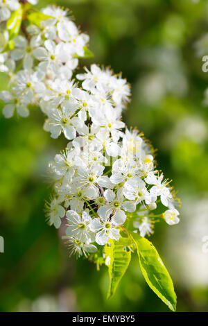 Pin Cherry, Prunus pensylvanica Stock Photo - Alamy