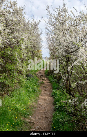 Coast footpath through flowering Blackthorn hedgerows leading to a gate ...