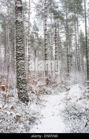 Torbreck Forest in Inverness-Shire, Scotland Stock Photo - Alamy