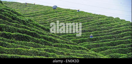 Tea farmers pick spring tea in Liucheng County, Liuzhou City, south ...