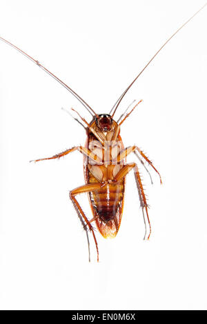 Close up dead cockroach isolate on white background Stock Photo - Alamy
