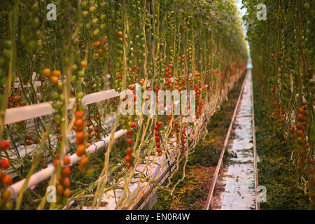 led lighting in dutch greenhouse Stock Photo - Alamy