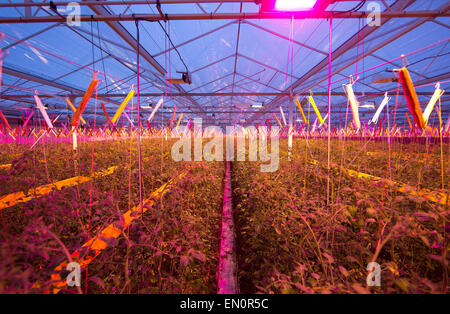 led lighting in dutch greenhouse Stock Photo - Alamy