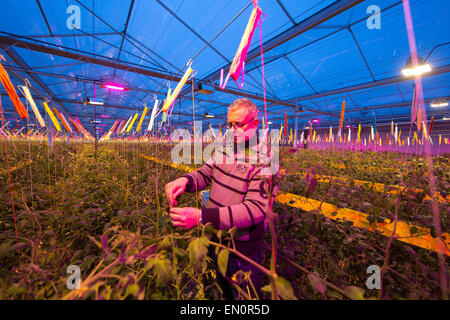 led lighting in dutch greenhouse Stock Photo - Alamy