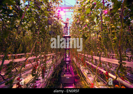 led lighting in dutch greenhouse Stock Photo - Alamy