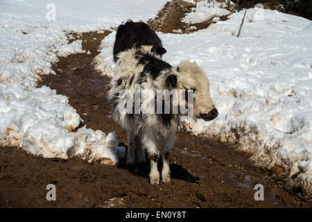 Dzo, hybrids of yak and cattle, in front of a traditional farmhouse ...