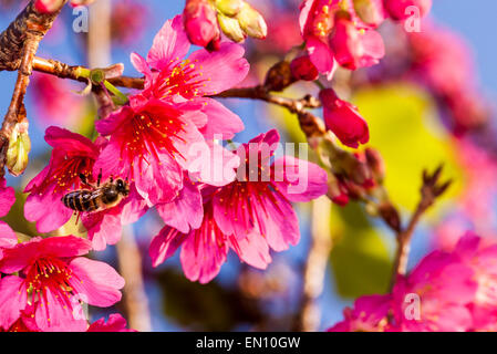Beautiful flowering Japanese cherry - Sakura. Flowers in women's hands ...