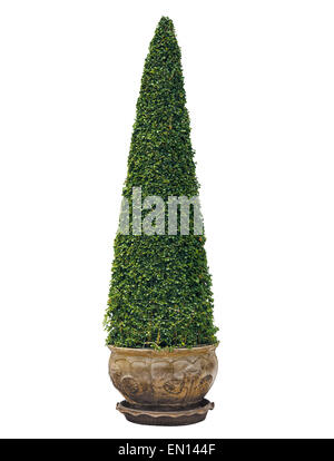 Decorative cone shaped bush isolated on white background Stock Photo ...