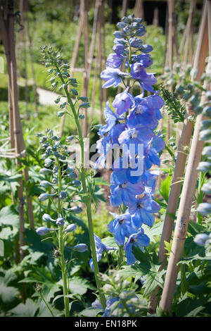 Blue Delphinium Flower Stock Photo - Alamy