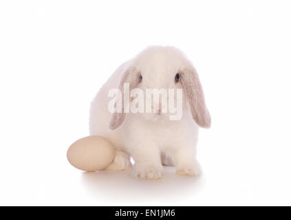 White Mini Lop bunny rabbit upside down in a basket showing paws Stock ...