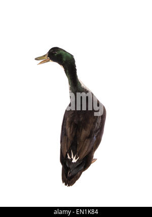 Duck with open mouth Stock Photo - Alamy