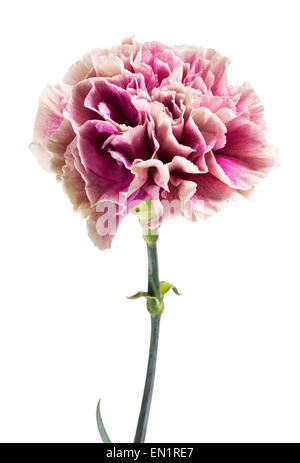 Carnation stem and leaves Stock Photo - Alamy