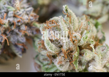macro shot of a dired marijuana bud with crystalline structures Stock ...
