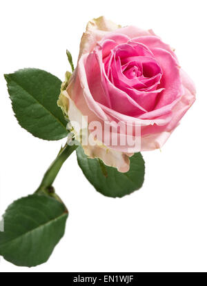 Fresh green leaves rose isolated on white with clipping path. Element ...