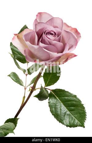 White Rose flower on green background. Nature Stock Photo - Alamy