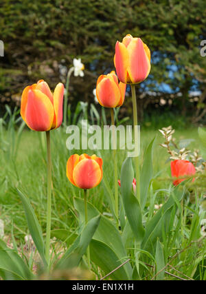 Colorful tulips blooming in the spring garden, selective focus Stock ...