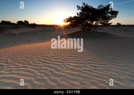 sunrise over sand dune and pine tree Stock Photo - Alamy