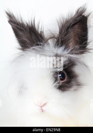 portrait of long-haired rabbit decorative on blue background Stock ...