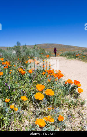 Stroll thru the flowers Stock Photo - Alamy