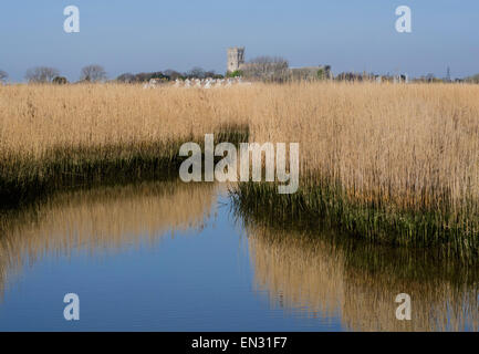 Reed Beds in Stanpit Marsh Nature Reserve with Christchurch Priory in ...